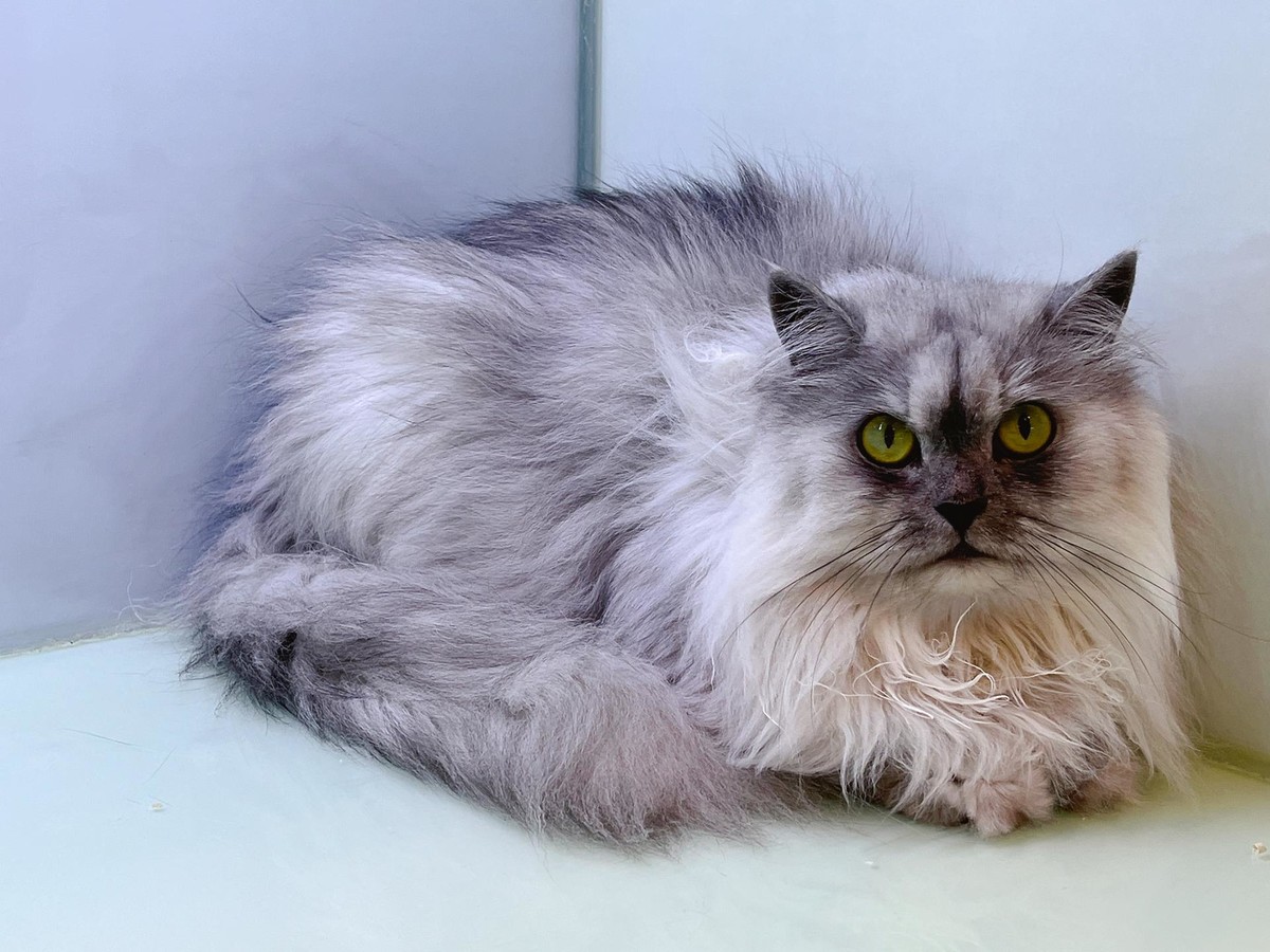 페르시안 자두 애완견성격 반려견성격 소형견크기 중형견크기 미니비숑프리제크기 토이푸들크기 골든리트리버크기 래브라도리트리버크기 닥스훈트크기 도베르만크기 말티치크기 말티폼크기