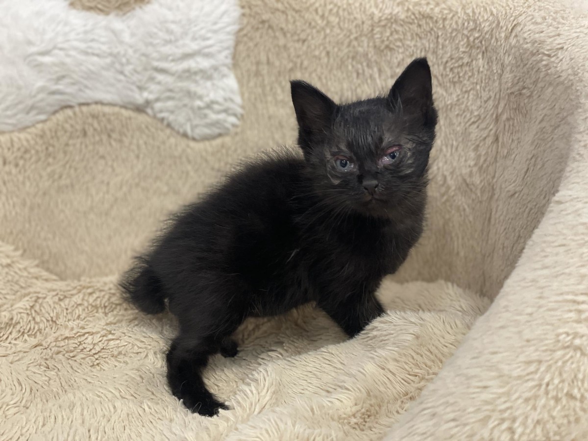 코리안숏헤어 먼지 래브라도리트리버입양 닥스훈트입양 도베르만입양 말티치입양 말티폼입양 빠삐용입양 사모예드입양 스피츠입양 시바견입양 시베리안허스키입양 시츄입양 요크셔테리어입양