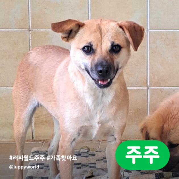 주주(Jujoo) : 러피월드 - 유기동물 커뮤니티