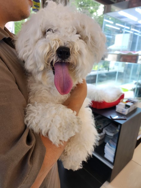 비숑프리제 오뎅 폼스키크기 폼치크기 폼피츠크기 푸숑크기 노르웨이숲크기 데본렉스크기 뱅갈크기 샴크기 셀커크렉스크기 스핑크스크기