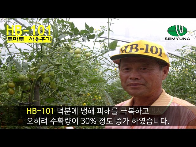 HB-101 토마토 활용편 : HB-101 한국공식홈페이지
