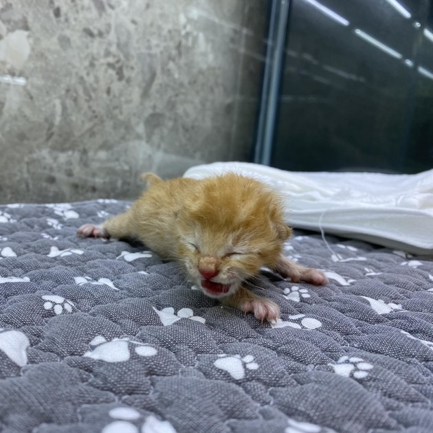 코리안숏헤어 콘치 사모예드책임분양 스피츠책임분양 시바견책임분양 시베리안허스키책임분양 시츄책임분양 요크셔테리어책임분양 웰시코기책임