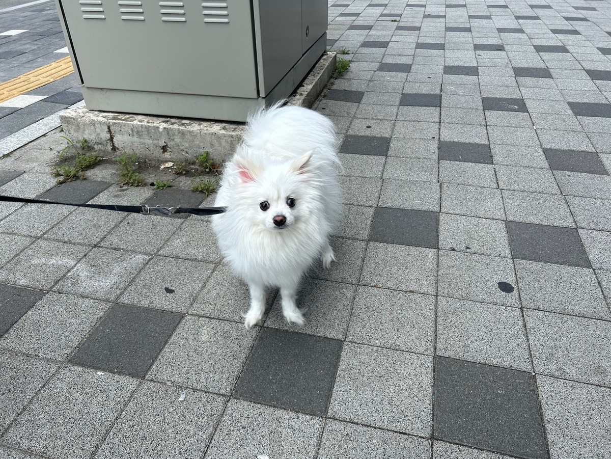 스피츠 코코 유기묘무료입양사이트 비숑프리제파양 포메라니안파양 말티즈파양 말티푸파양 푸들파양 먼치킨파양 랙돌파양 브리티쉬숏헤어파양 스코티쉬폴드파양 러시안블루파양 강아지파양