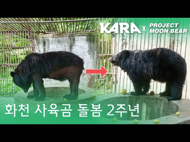 화천 사육곰 돌봄 2주년 : 곰 보금자리 프로젝트 : Project Moon Bear