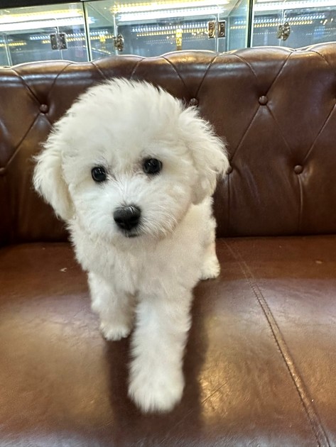 비숑프리제 팰리스 유기묘무료입양사이트 비숑프리제파양 포메라니안파양 말티즈파양 말티푸파양 푸들파양 먼치킨파양 랙돌파양 브리티쉬숏헤어파양 스코티쉬폴드파양 러시안블루파양 강아지