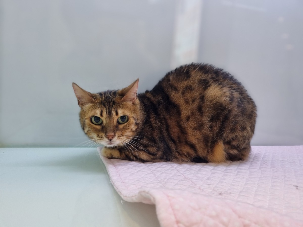 뱅갈 뽀리 엑조틱크기 터키시앙고라크기 페르시안크기 하이랜드폴드크기 애완견크기 반려견크기 소형견무료입양사이트 중형견무료입양사이트 대형견무료입양사이트 미니비숑프리제무료입양사이트