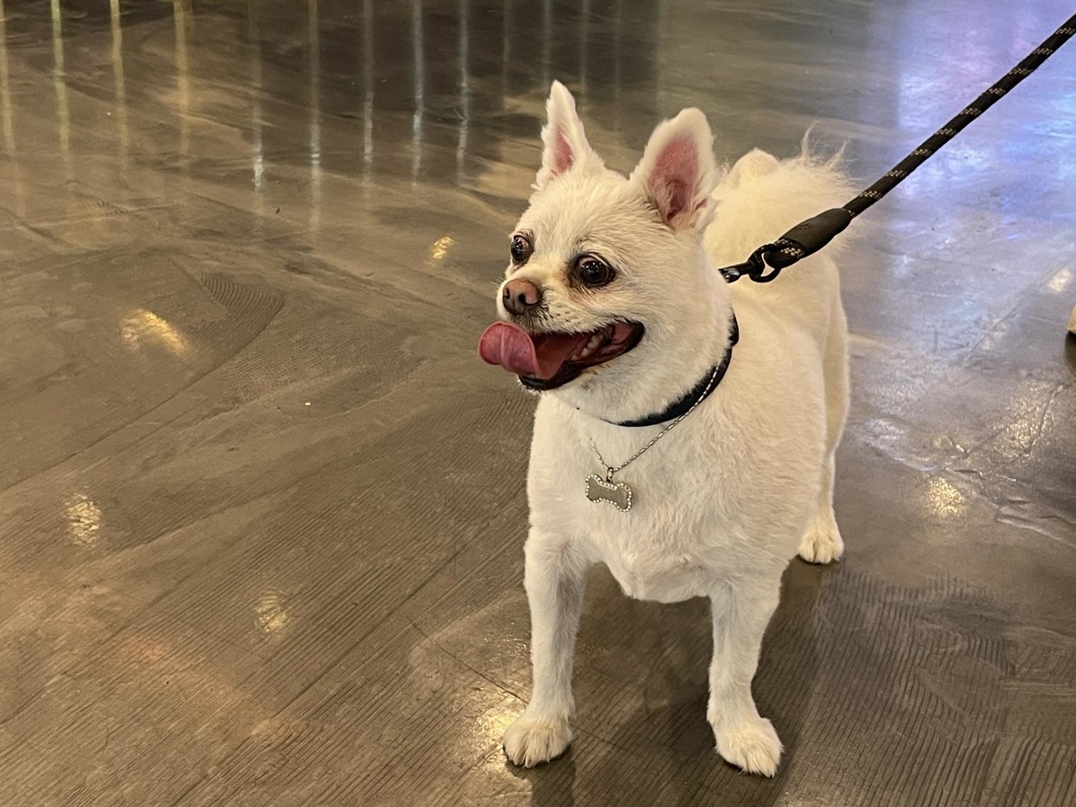 믹스견 짱 애완견성격 반려견성격 소형견크기 중형견크기 미니비숑프리제크기 토이푸들크기 골든리트리버크기 래브라도리트리버크기 닥스훈트크기 도베르만크기 말티치크기 말티폼크기 보더