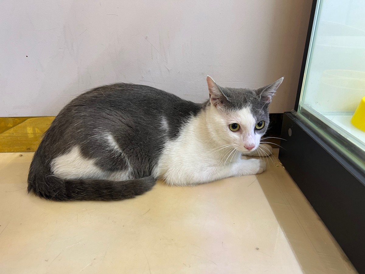 믹스묘 냥이 대형견책임분양 미니비숑프리제책임분양 토이푸들책임분양 골든리트리버책임분양 래브라도리트리버책임분양 닥스훈트책임분양 도베르만책임분양 말티치책임분양 말티폼책임분양 보더