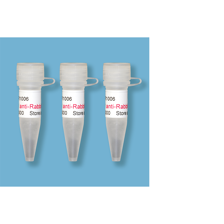 Digital Anti-Rabbit IgG-HRP : (주)시너진