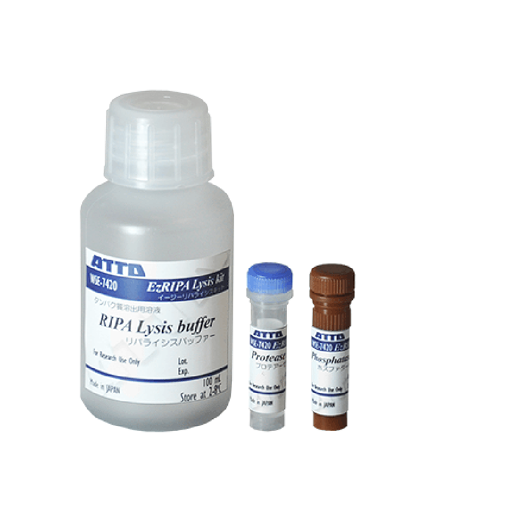 WSE-7420 EzRIPA Lysis Kit : (주)시너진
