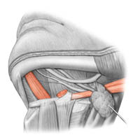 Submandibular triangle : INFOGRAPHY (인포그라피)