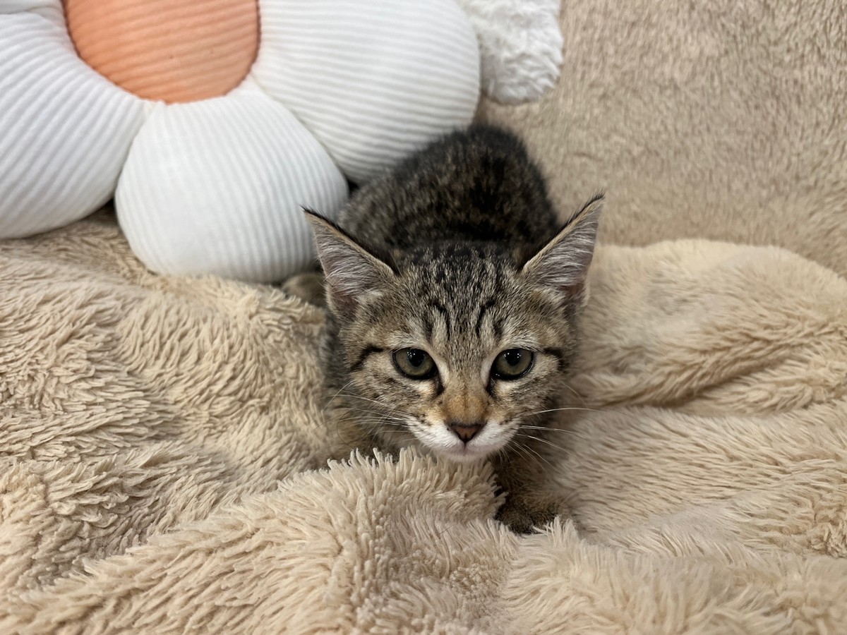 코리안숏헤어 치토스 말티즈크기 말티푸크기 푸들크기 먼치킨크기 랙돌크기 브리티쉬숏헤어크기 스코티쉬폴드크기 러시안블루크기 강아지크기 고양이크기 유기견임시보호 유기묘임시보호