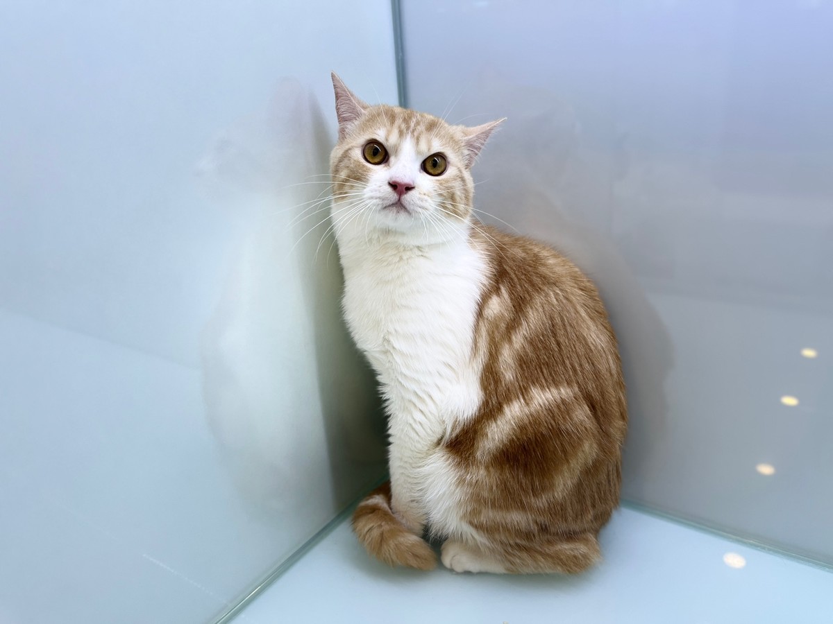 브리티시숏헤어 별이 보더콜리분양가격 프렌치불독분양가격 빠삐용분양가격 파피용분양가격 사모예드분양가격 스피츠분양가격 시바견분양가격 시베리안허스키분양가격 시츄분양가격 요크셔테리어