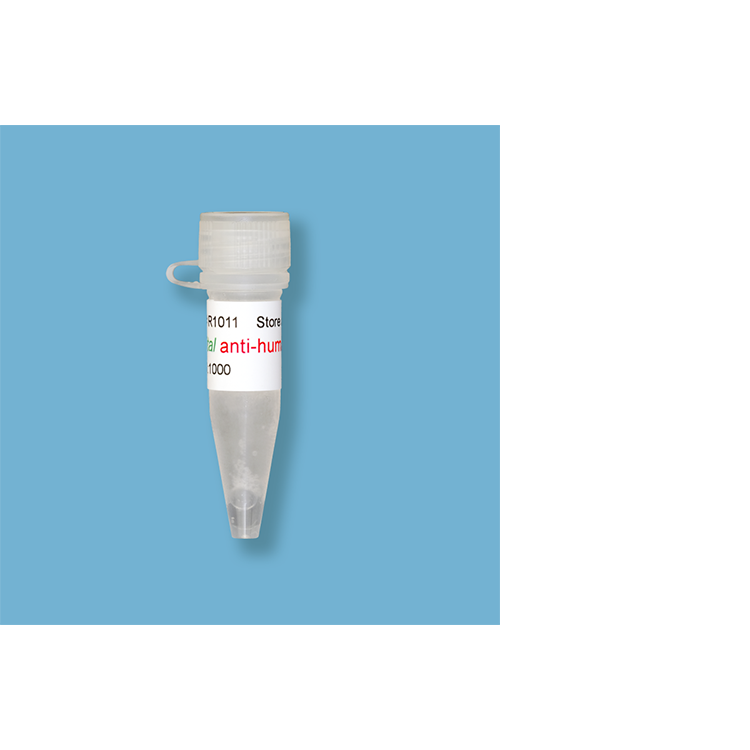 Digital Anti-Human IgG-HRP : (주)시너진