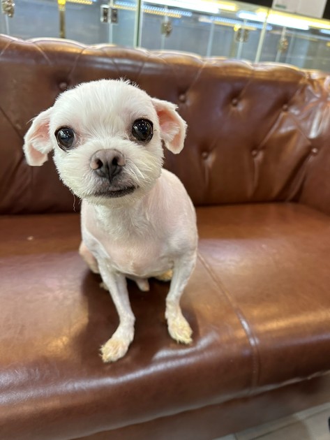 말티즈 레이 프렌치불독크기 빠삐용크기 파피용크기 사모예드크기 스피츠크기 시바견크기 시베리안허스키크기 시츄크기 요크셔테리어크기 웰시코기크기 이탈리아그레이하운드크기 치와와크기