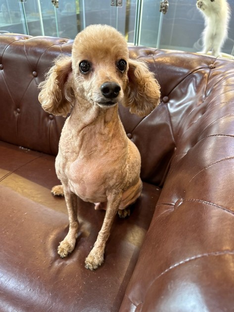 푸들 초코 애완견성격 반려견성격 소형견크기 중형견크기 미니비숑프리제크기 토이푸들크기 골든리트리버크기 래브라도리트리버크기 닥스훈트크기 도베르만크기 말티치크기 말티폼크기 보더