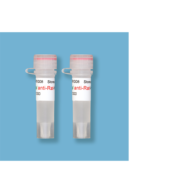 Digital Anti-Rat IgG-HRP : (주)시너진