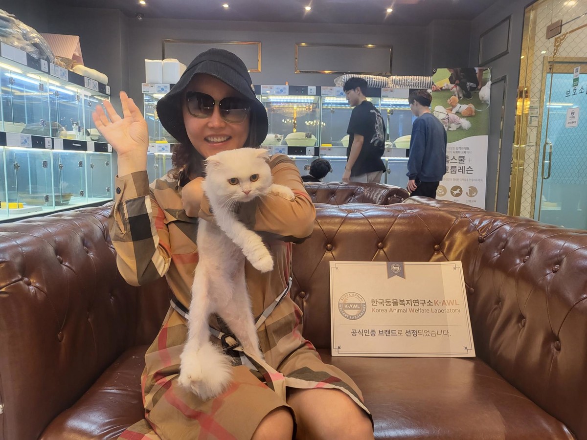 폴드 슈가 폼스키크기 폼치크기 폼피츠크기 푸숑크기 노르웨이숲크기 데본렉스크기 뱅갈크기 샴크기 셀커크렉스크기 스핑크스크기 아메리칸숏헤어크기 아메리칸컬크기 아비시니안크기