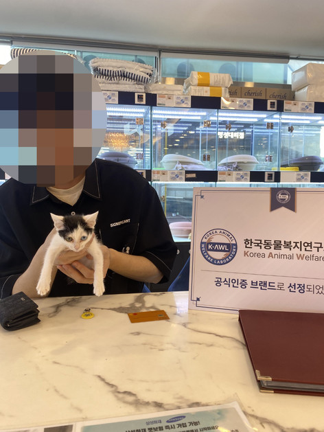 코리안숏헤어 셋 푸숑책임분양 노르웨이숲책임분양 데본렉스책임분양 뱅갈책임분양 샴책임분양 셀커크렉스책임분양 스핑크스책임분양 아메리칸숏헤어책임분양 아메리칸컬책임분양 아비시니안책임