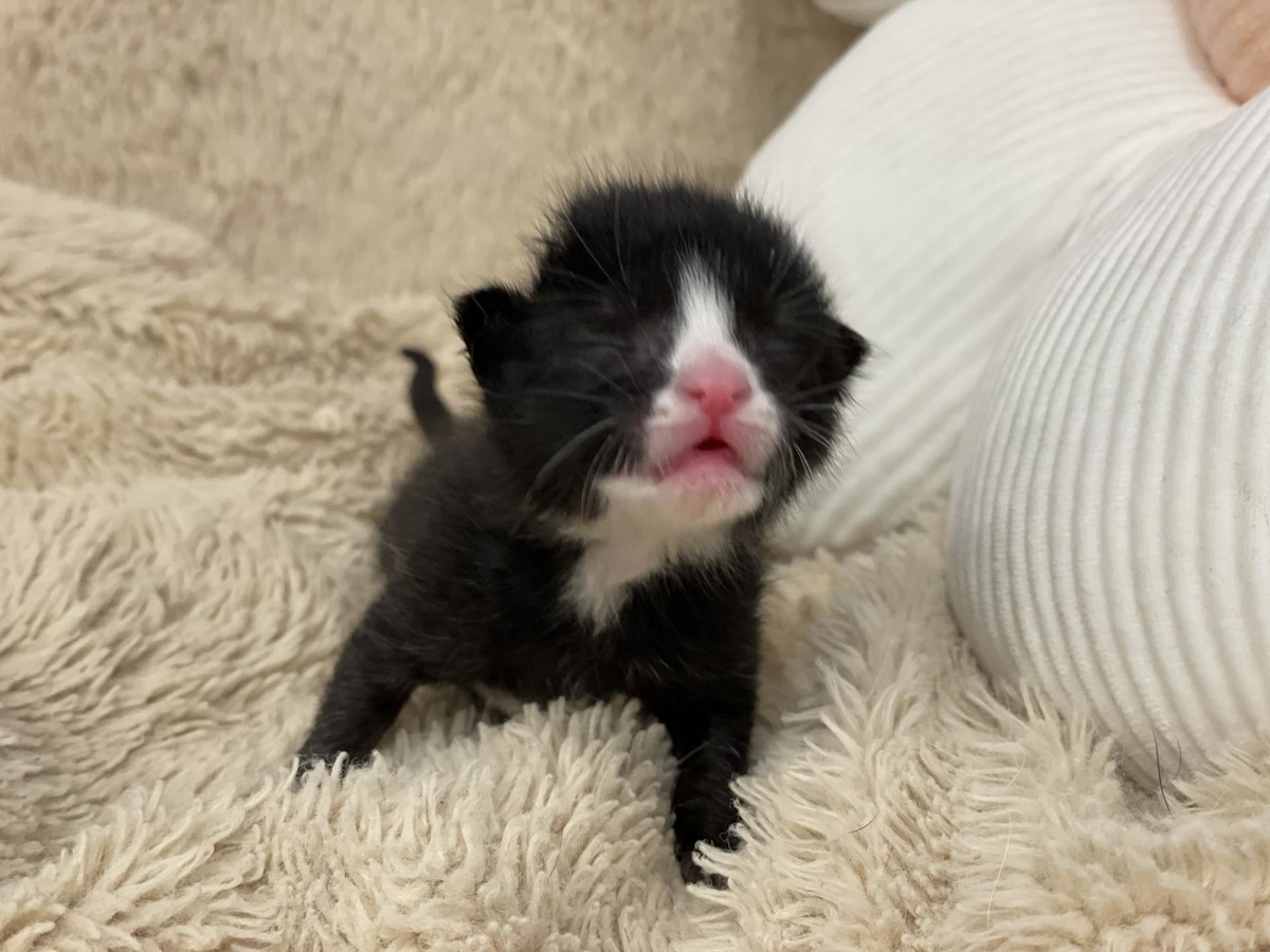 코리안숏헤어 뽀오 하이랜드폴드책임분양 애완견책임분양 반려견책임분양 소형견키우는방법 중형견키우는방법 대형견키우는방법 미니비숑프리제키우는방법 토이푸들키우는방법 골든리트리버키우는