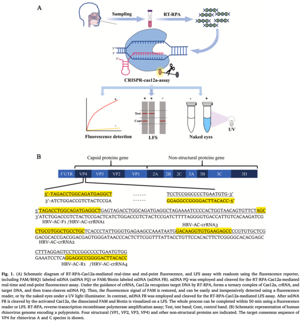 Sensitive and rapid RT-RPA-Cas12a-mediated detection method capable of human rhinovirus A and/or ...