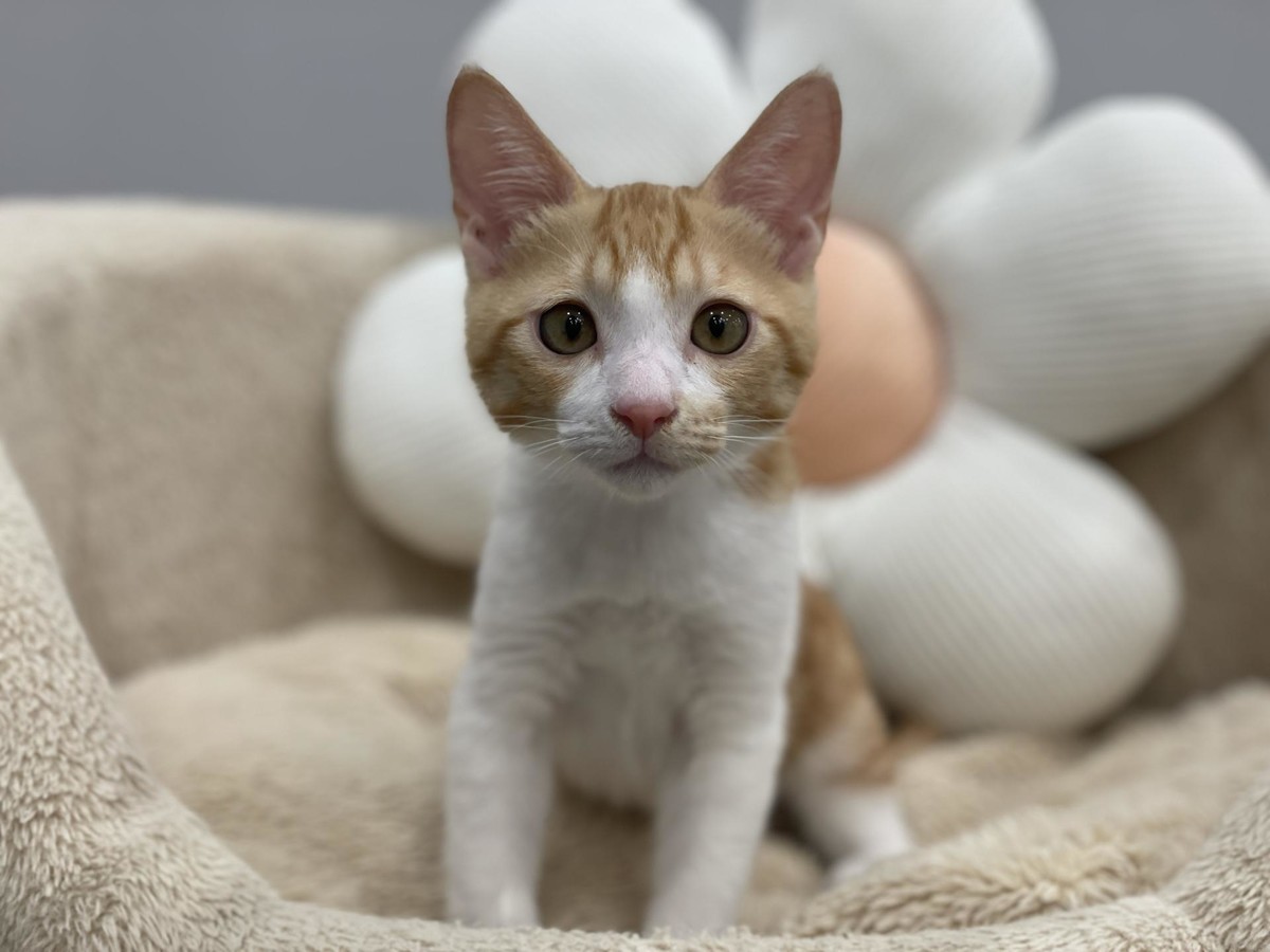 코리안숏헤어 칸 유기견입양 유기묘입양 강아지입양 소형견입양 중형견입양 대형견입양 말티즈입양 말티푸입양 비숑프리제입양 미니비숑프리제입양 포메라니안입양 푸들입양 골든리트리버입양