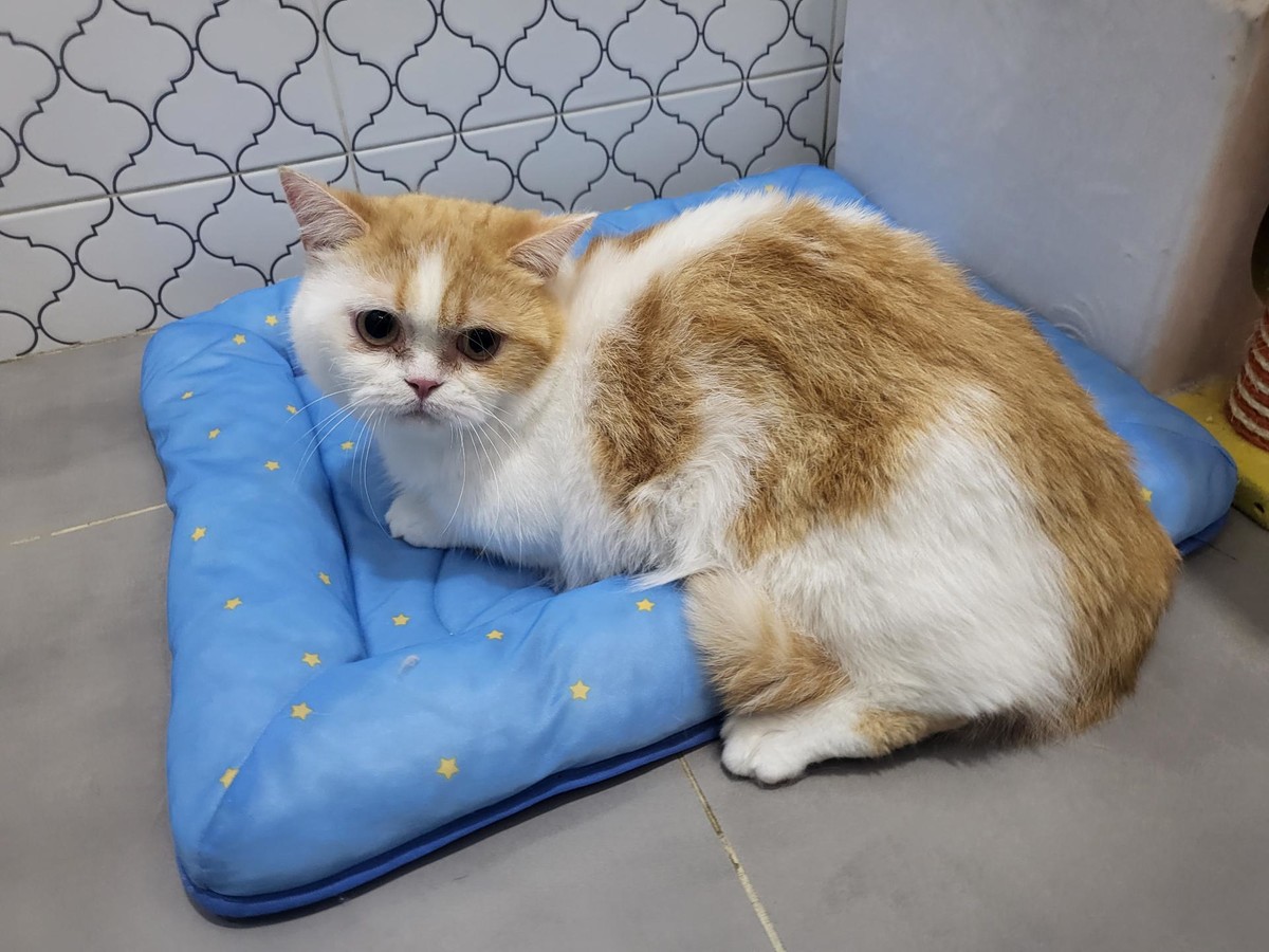 먼치킨 루루 샴입양 셀커크렉스입양 스코티쉬폴드입양 스핑크스입양 아메리칸숏헤어입양 아비시니안입양 터키시앙고라입양 페르시안입양 애완견입양 반려견입양 털빠짐없는소형견종류