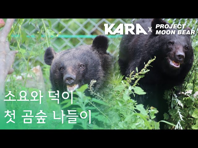 소요와 덕이의 곰숲 나들이 : 곰 보금자리 프로젝트 : Project Moon Bear