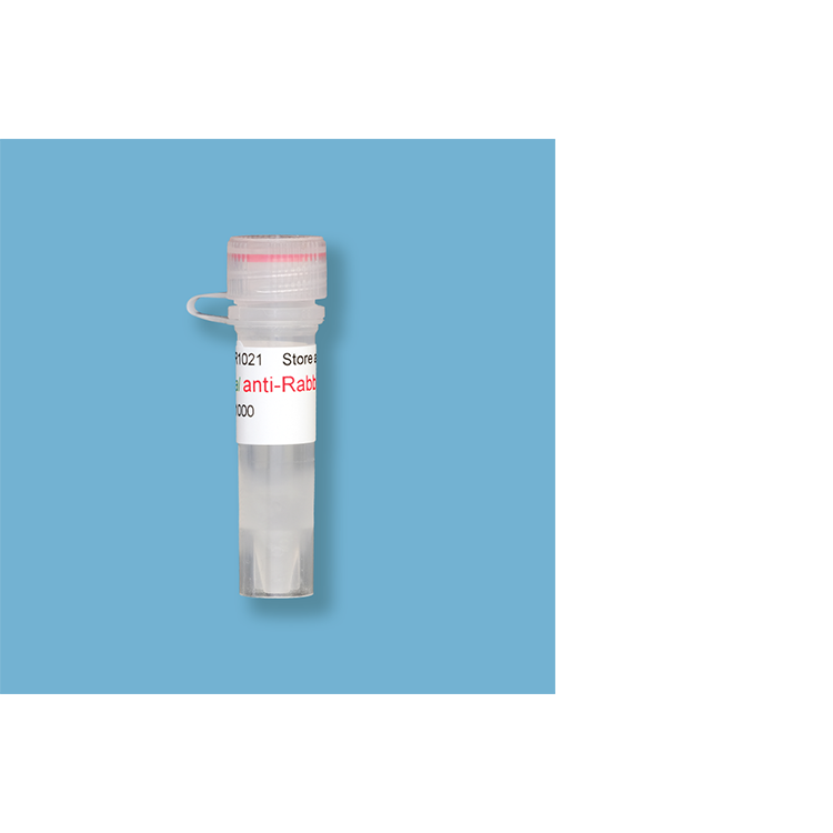 Digital Anti-Rabbit (Light Chain)-HRP : (주)시너진