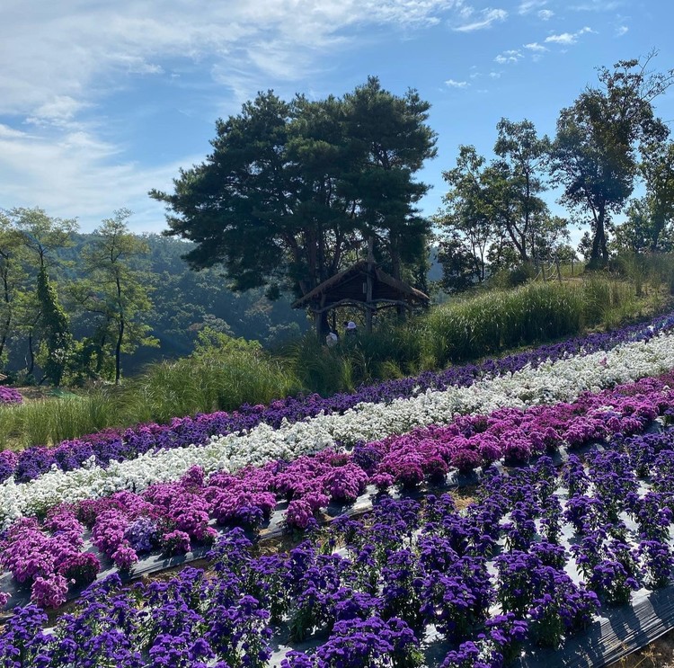 [Depart from Pyeongtaek]🍂🌻Autumn Floral Day Trip 🌻🍂 : Korea Tour Planner