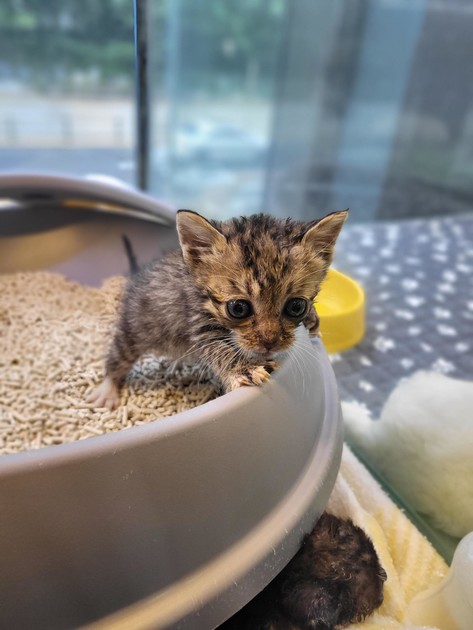 코리안숏헤어 빨주노초파 강아지책임분양 고양이책임분양 유기견책임분양 유기묘책임분양 연예인강아지분양하는곳 연예인고양이분양하는곳 골댕이무료분양 강아지입양보내기 고양이입양
