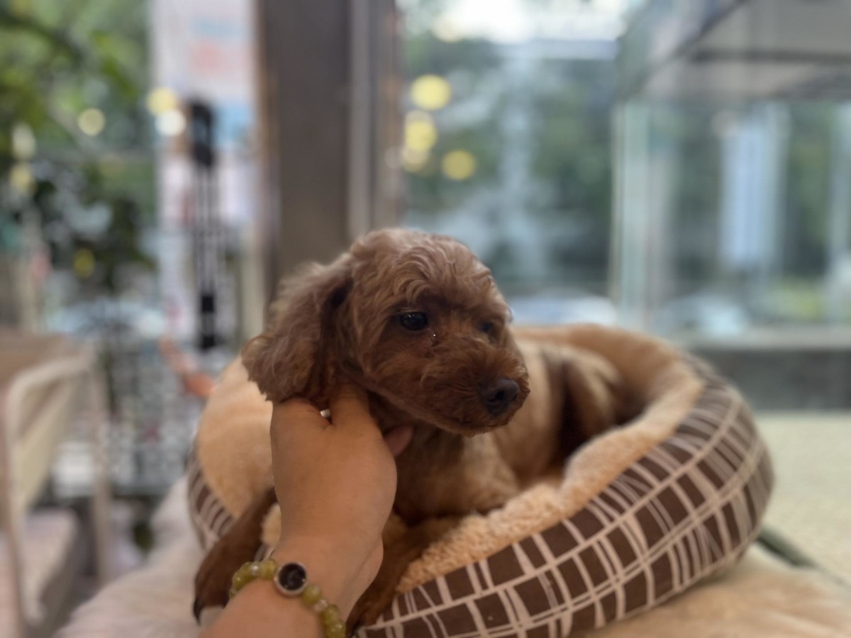 푸들 소원 대형견책임분양 미니비숑프리제책임분양 토이푸들책임분양 골든리트리버책임분양 래브라도리트리버책임분양 닥스훈트책임분양 도베르만책임분양 말티치책임분양 말티폼책임분양 보더