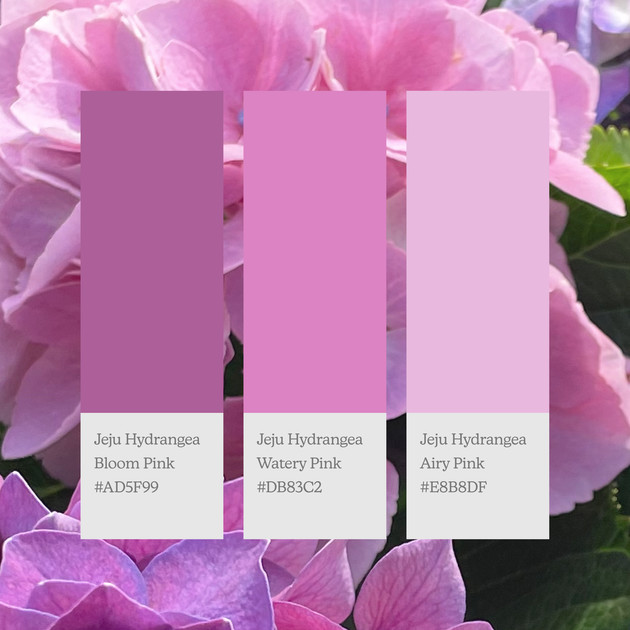 6월의 색, 로맨틱한 수국 : tutti colori 뚜띠콜로리