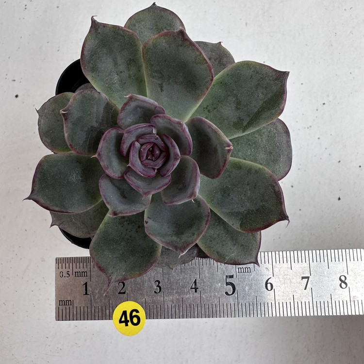 Echeveria Betrayal Rose-46 : DK Succulents Korea- Rare Korean Succulents