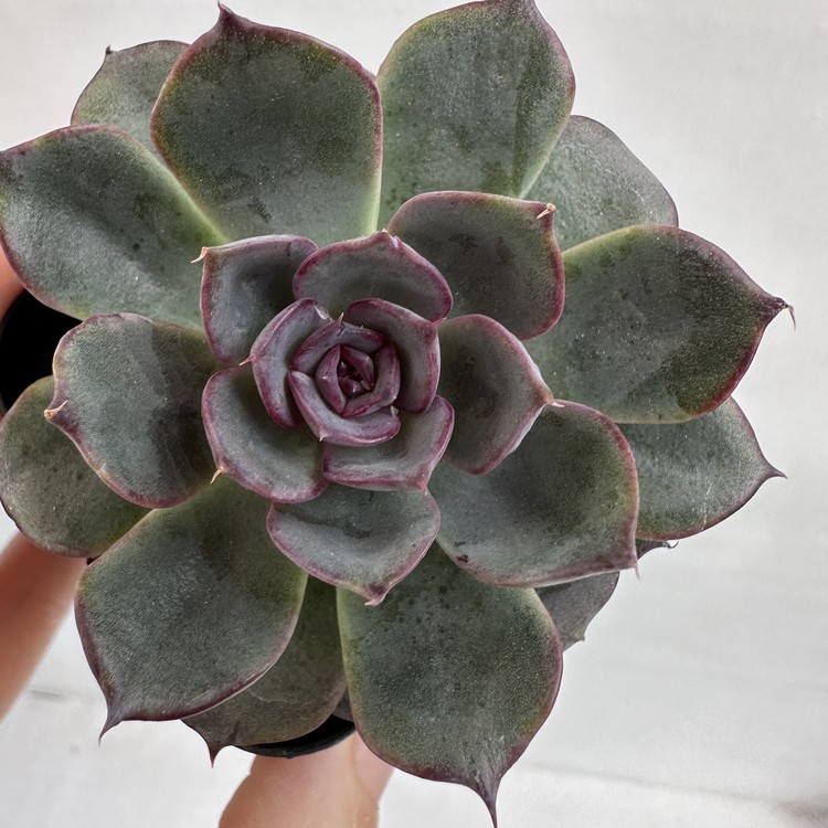 Echeveria Betrayal Rose-46 : DK Succulents Korea- Rare Korean Succulents