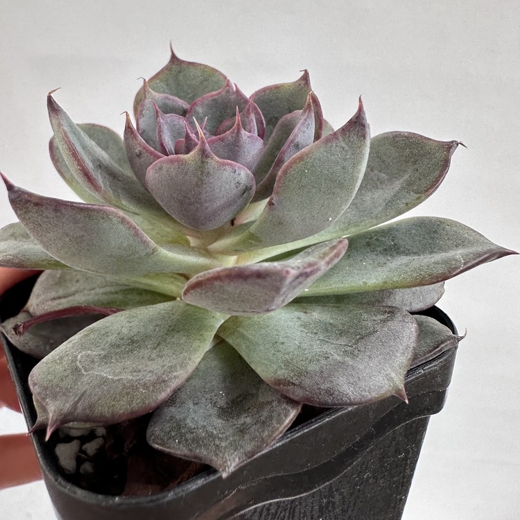 Echeveria Betrayal Rose-46 : DK Succulents Korea- Rare Korean Succulents