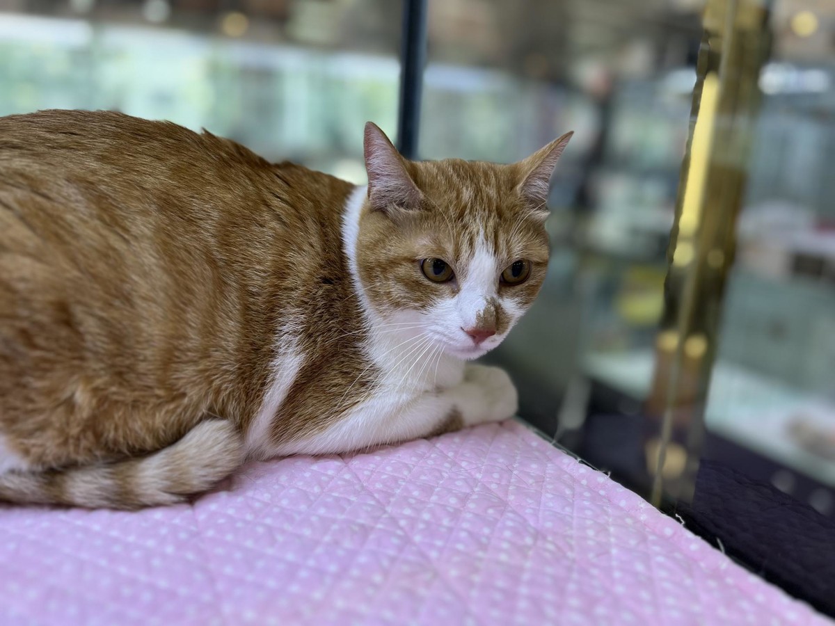 코리안숏헤어 콩이 유기묘무료입양사이트 비숑프리제파양 포메라니안파양 말티즈파양 말티푸파양 푸들파양 먼치킨파양 랙돌파양 브리티쉬숏헤어파양 스코티쉬폴드파양 러시안블루파양 강아지