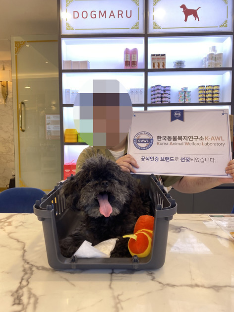 푸들 달콩 토이랙돌분양 토이브리티쉬숏헤어분양 토이스코티쉬폴드분양 토이러시안블루분양 토이강아지분양 토이고양이분양 토이비숑프리제입양 토이포메라니안입양 토이말티즈입양 토이말티푸