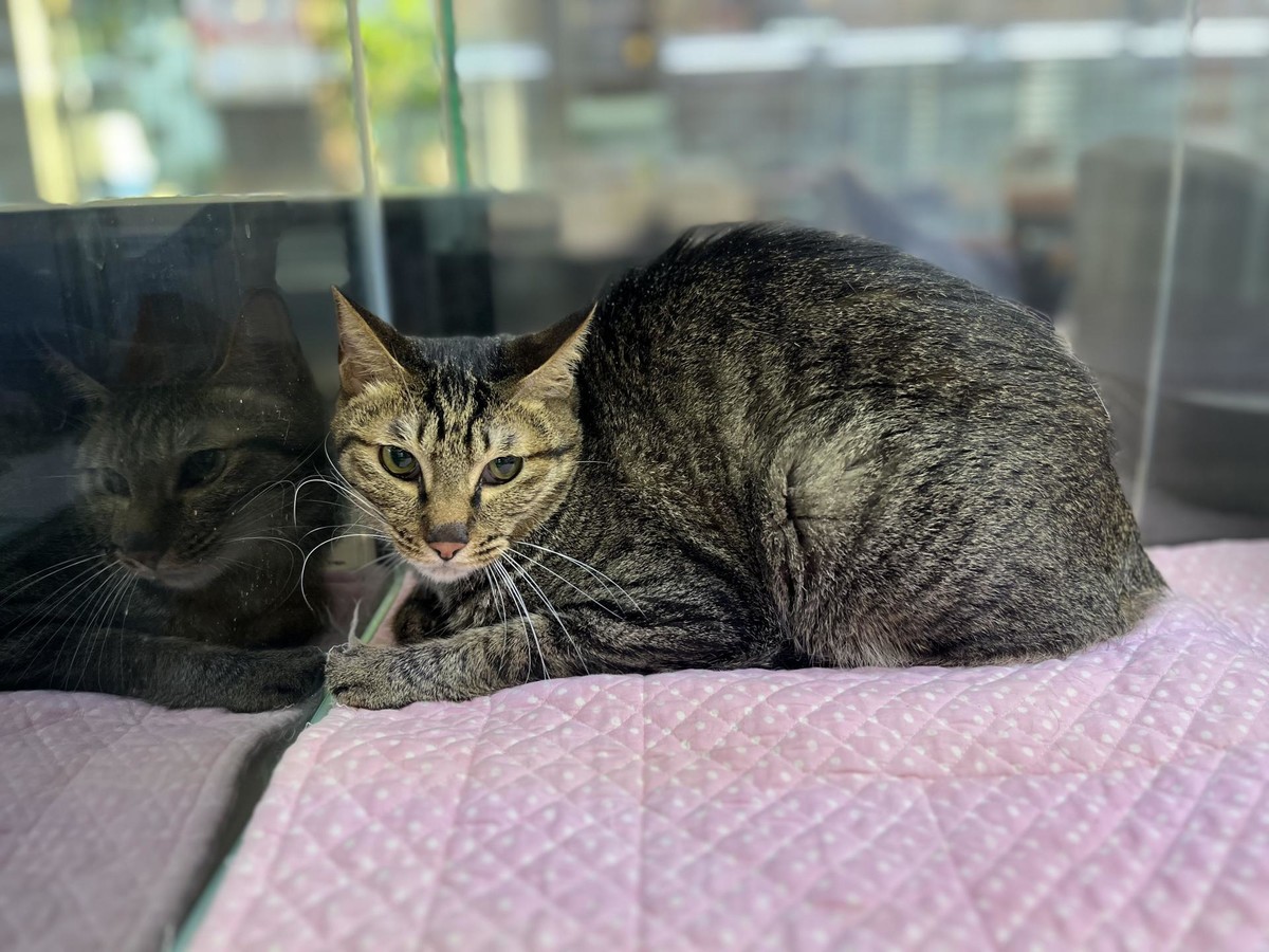 코리안숏헤어 장군이 유기견입양 유기묘입양 강아지입양 소형견입양 중형견입양 대형견입양 말티즈입양 말티푸입양 비숑프리제입양 미니비숑프리제입양 포메라니안입양 푸들입양 골든리트리버