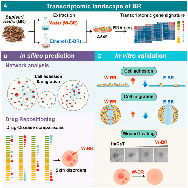 [Frontiers in Pharmacology] Systematic transcriptome analysis reveals ...