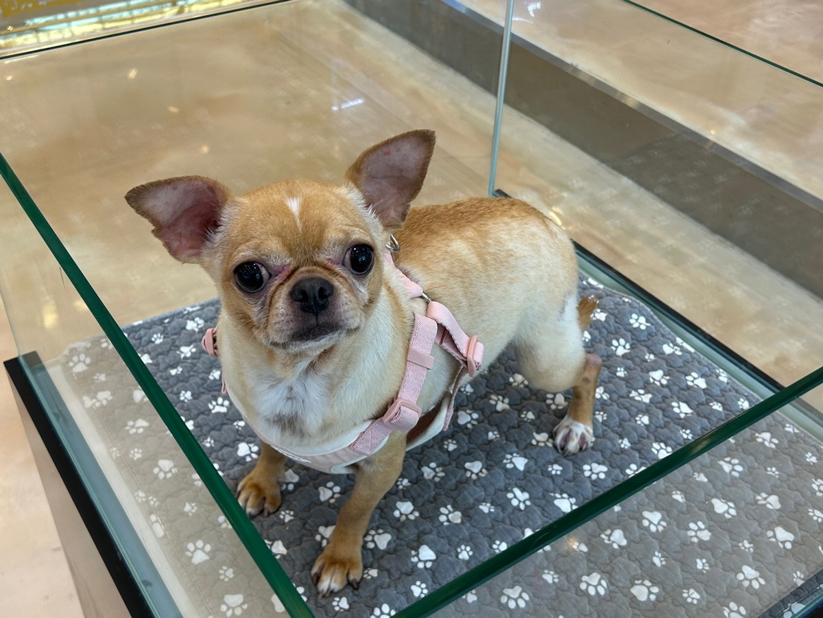 치와와 까부리 말티푸전문무료분양 푸들전문무료분양 먼치킨전문무료분양 랙돌전문무료분양 브리티쉬숏헤어전문무료분양 스코티쉬폴드전문무료분양 러시안블루전문무료분양 강아지전문무료분양