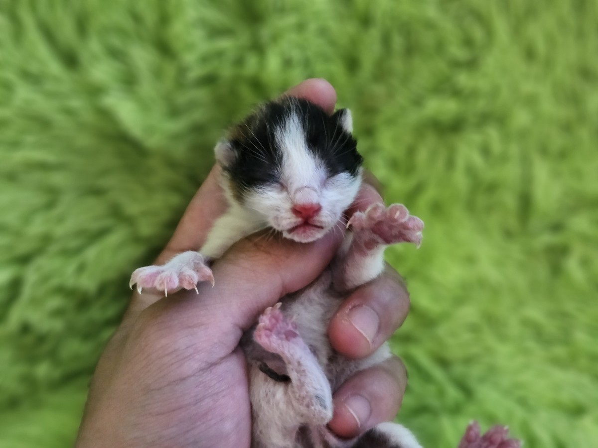 코리안숏헤어 잡채 폼스키크기 폼치크기 폼피츠크기 푸숑크기 노르웨이숲크기 데본렉스크기 뱅갈크기 샴크기 셀커크렉스크기 스핑크스크기 아메리칸숏헤어크기 아메리칸컬크기 아비시니안크기