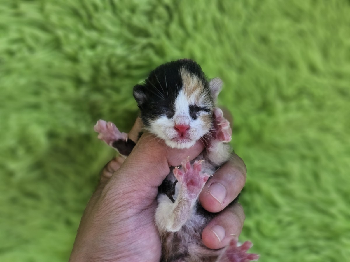 코리안숏헤어 부추 프렌치불독크기 빠삐용크기 파피용크기 사모예드크기 스피츠크기 시바견크기 시베리안허스키크기 시츄크기 요크셔테리어