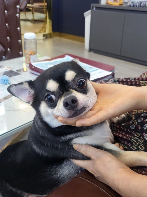 치와와 레오 사모예드책임분양 스피츠책임분양 시바견책임분양 시베리안허스키책임분양 시츄책임분양 요크셔테리어책임분양 웰시코기책임분양 이탈리아그레이하운드책임분양 치와와책임분양 코카