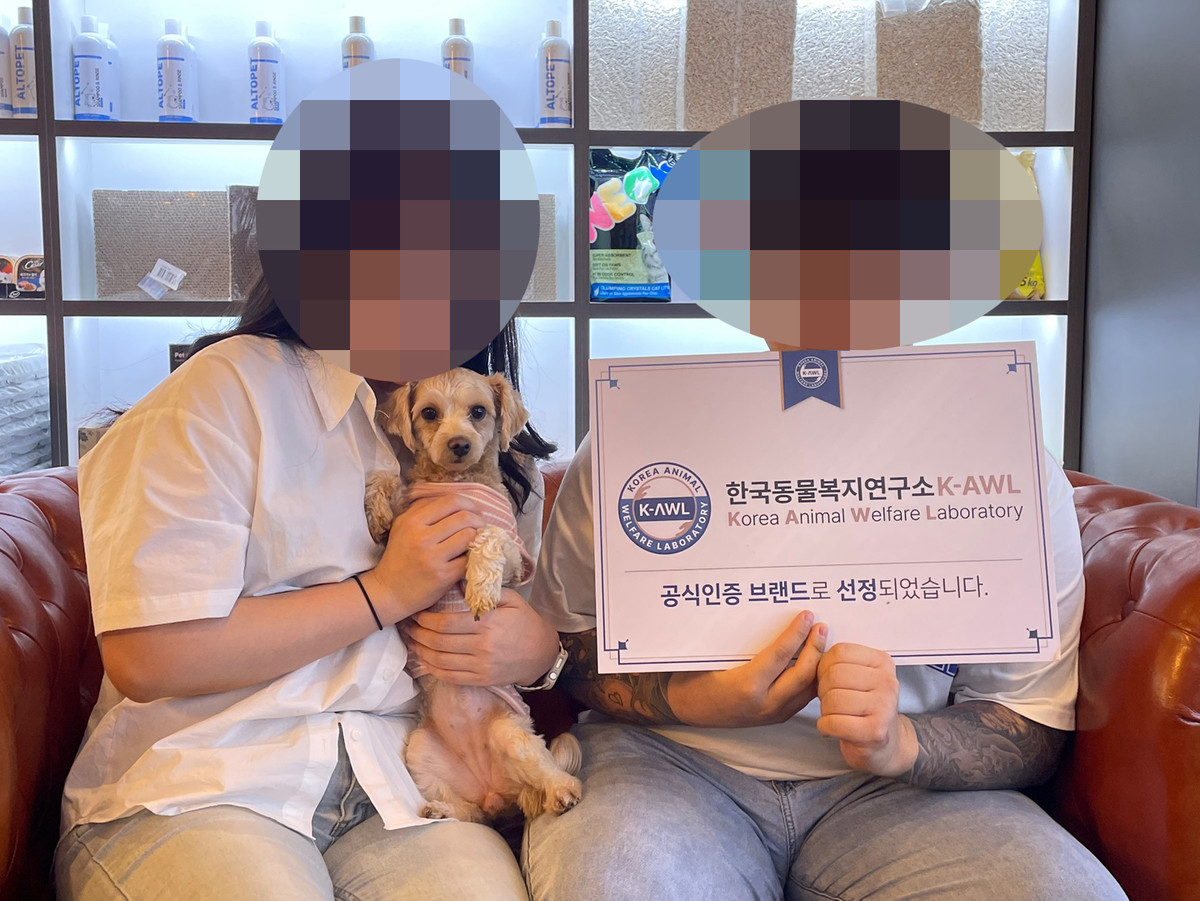 말티푸 치즈 유기견입양 유기묘입양 강아지입양 소형견입양 중형견입양 대형견입양 말티즈입양 말티푸입양 비숑프리제입양 미니비숑프리제입양 포메라니안입양 푸들입양 골든리트리버입양