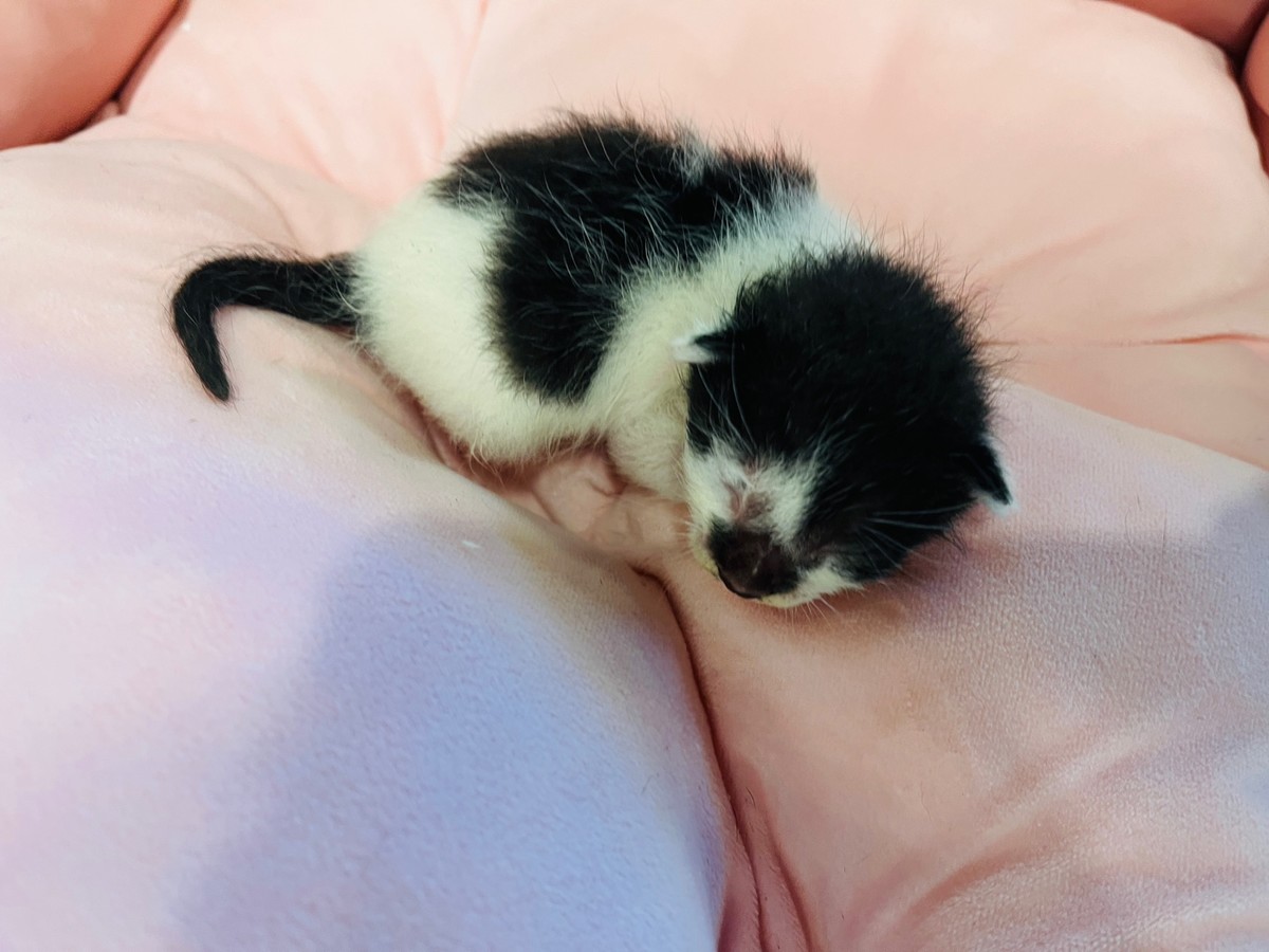 코리안숏헤어 주온이 애완견성격 반려견성격 소형견크기 중형견크기 미니비숑프리제크기 토이푸들크기 골든리트리버크기 래브라도리트리버크기 닥스훈트크기 도베르만크기 말티치크기 말티폼