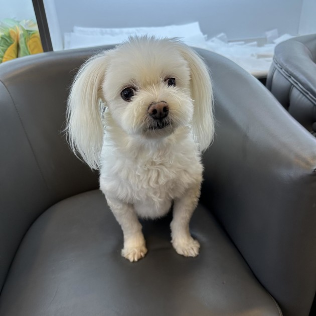 말티즈 밀크 유기견입양 유기묘입양 강아지입양 소형견입양 중형견입양 대형견입양 말티즈입양 말티푸입양 비숑프리제입양 미니비숑프리제입양 포메라니안입양 푸들입양 골든리트리버입양