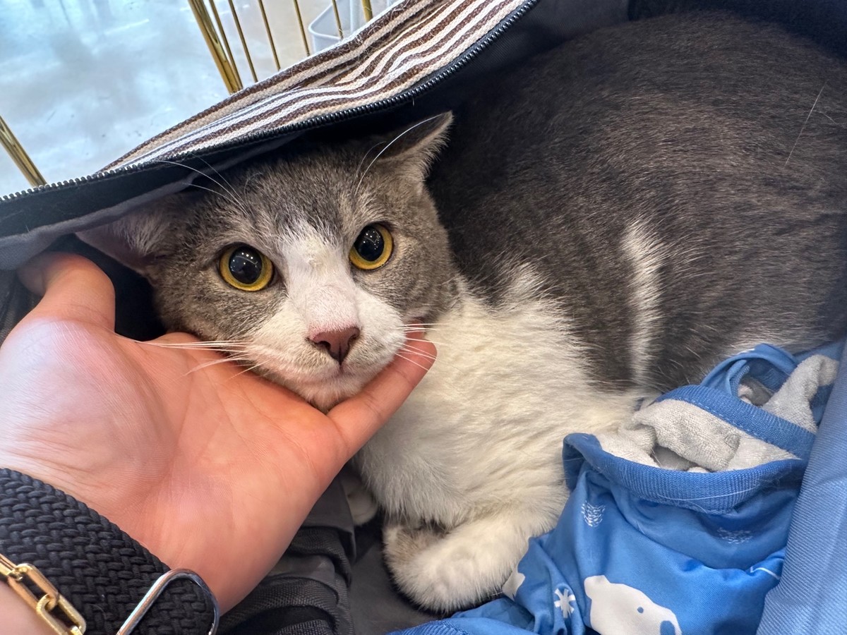 러시안블루 폴드 믹스 슈슈 푸숑책임분양 노르웨이숲책임분양 데본렉스책임분양 뱅갈책임분양 샴책임분양 셀커크렉스책임분양 스핑크스책임분양 아메리칸숏헤어책임분양 아메리칸컬책임분양