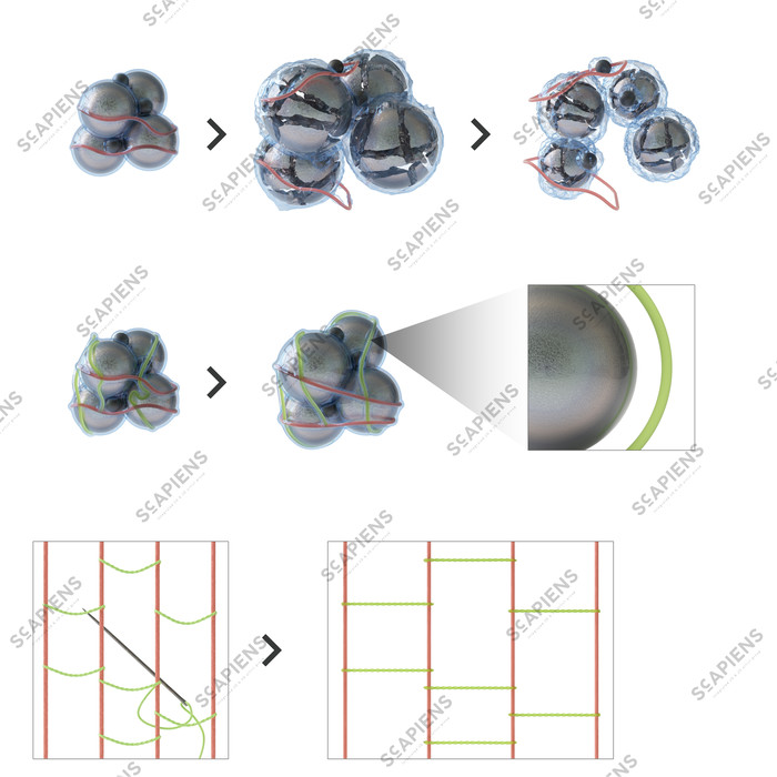Scapiens | Scheme / Figure