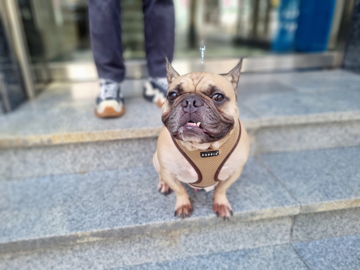 프렌치불독 뿌꾸 말티즈크기 말티푸크기 푸들크기 먼치킨크기 랙돌크기 브리티쉬숏헤어크기 스코티쉬폴드크기 러시안블루크기 강아지크기 고양이크기 유기견임시보호 유기묘임시보호 강아지